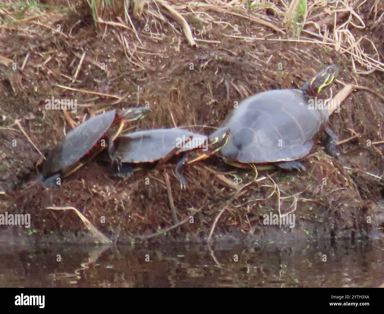 Midland Painted Turtle (Chrysemys picta marginata Stock Photo - Alamy