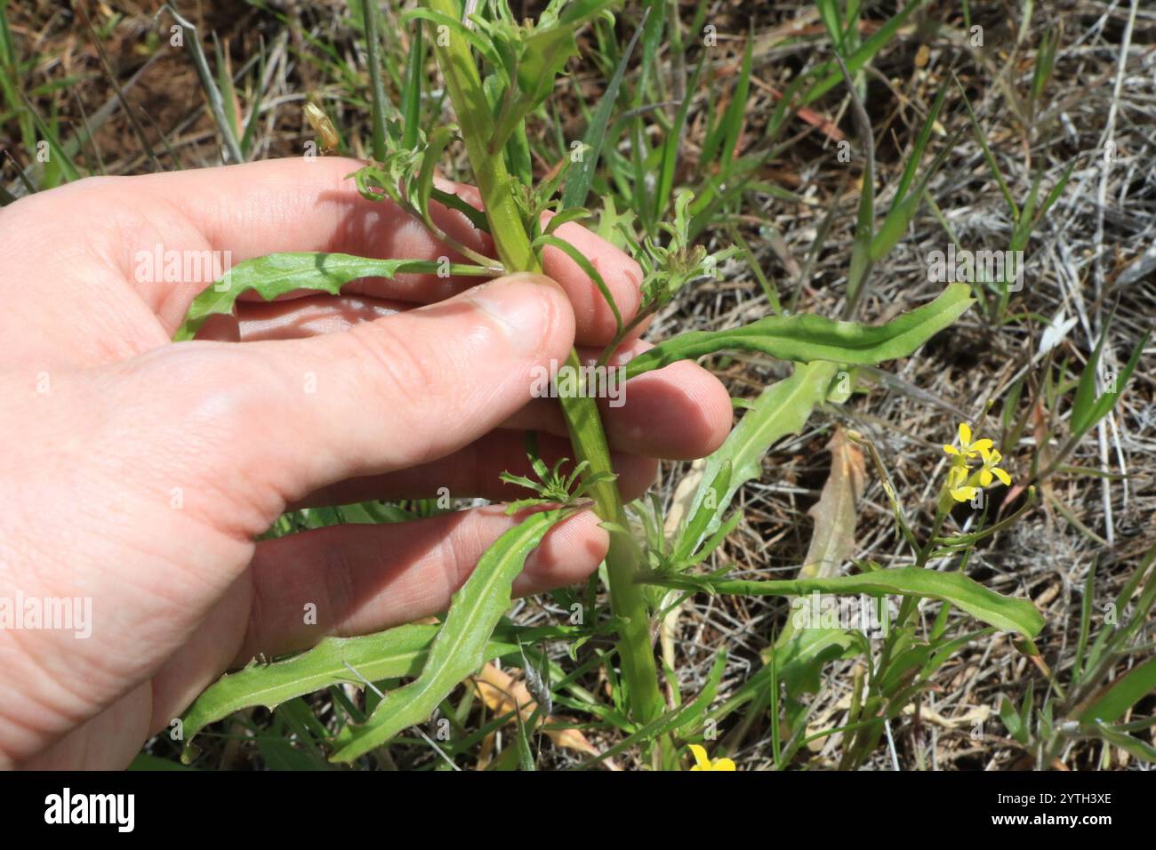 Prairie-rocket Wallflower (Erysimum asperum Stock Photo - Alamy