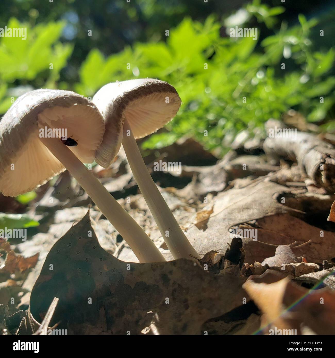 Maroon Brittlestem (Psathyrella bipellis Stock Photo - Alamy