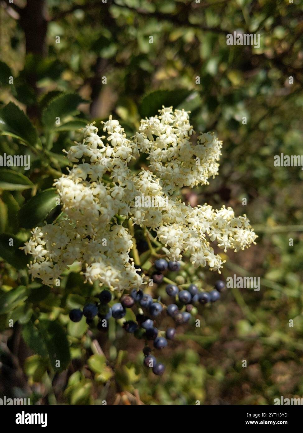 blue elder (Sambucus cerulea Stock Photo - Alamy