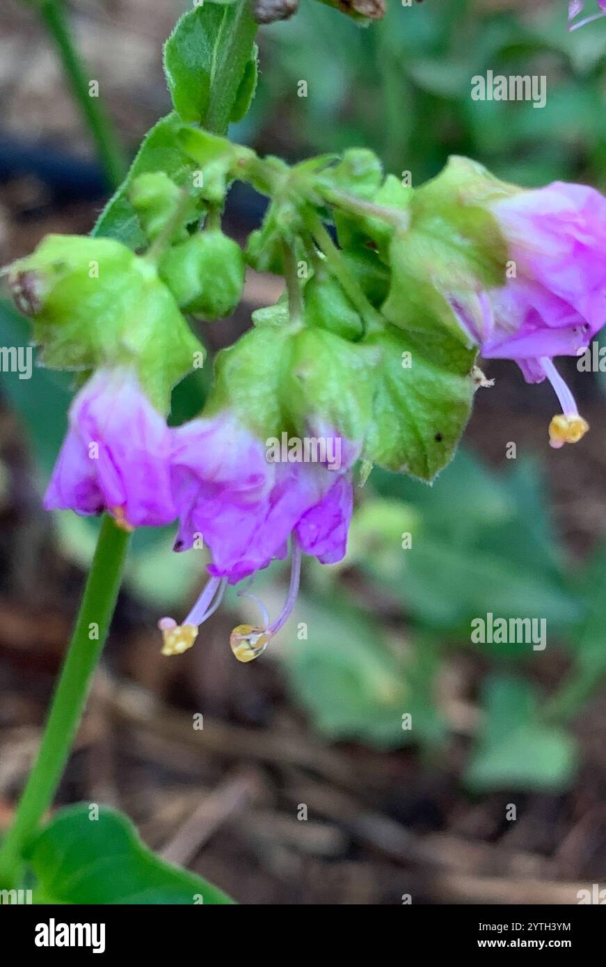 Wild Four o'Clock (Mirabilis nyctaginea Stock Photo - Alamy