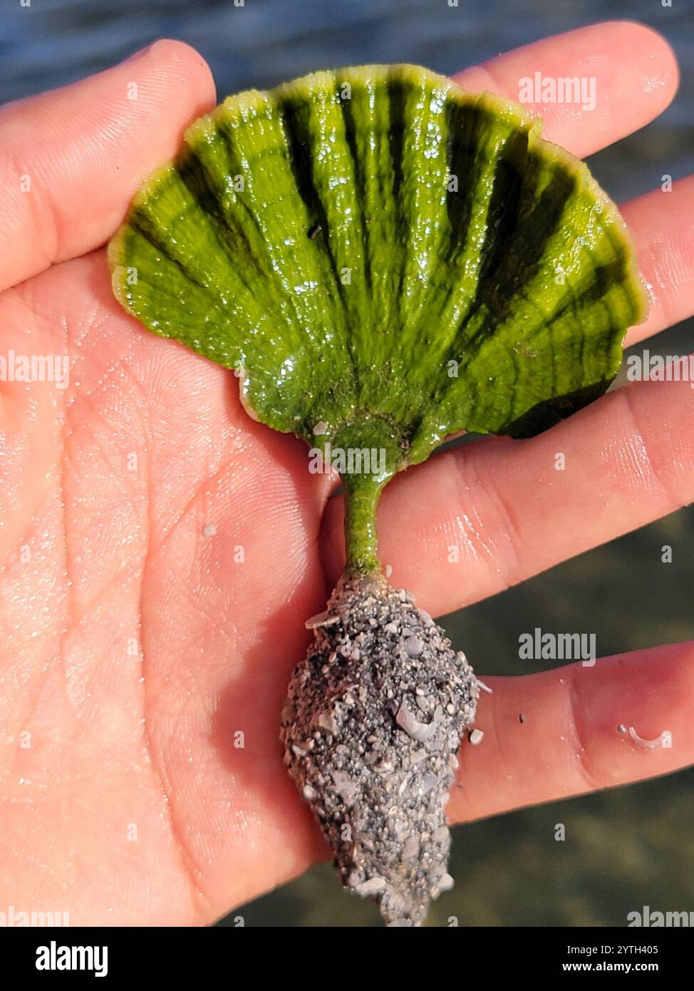 mermaid's-fan alga (Udotea flabellum Stock Photo - Alamy