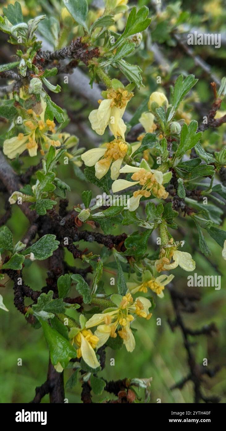 Antelope Bitterbrush (Purshia tridentata Stock Photo - Alamy
