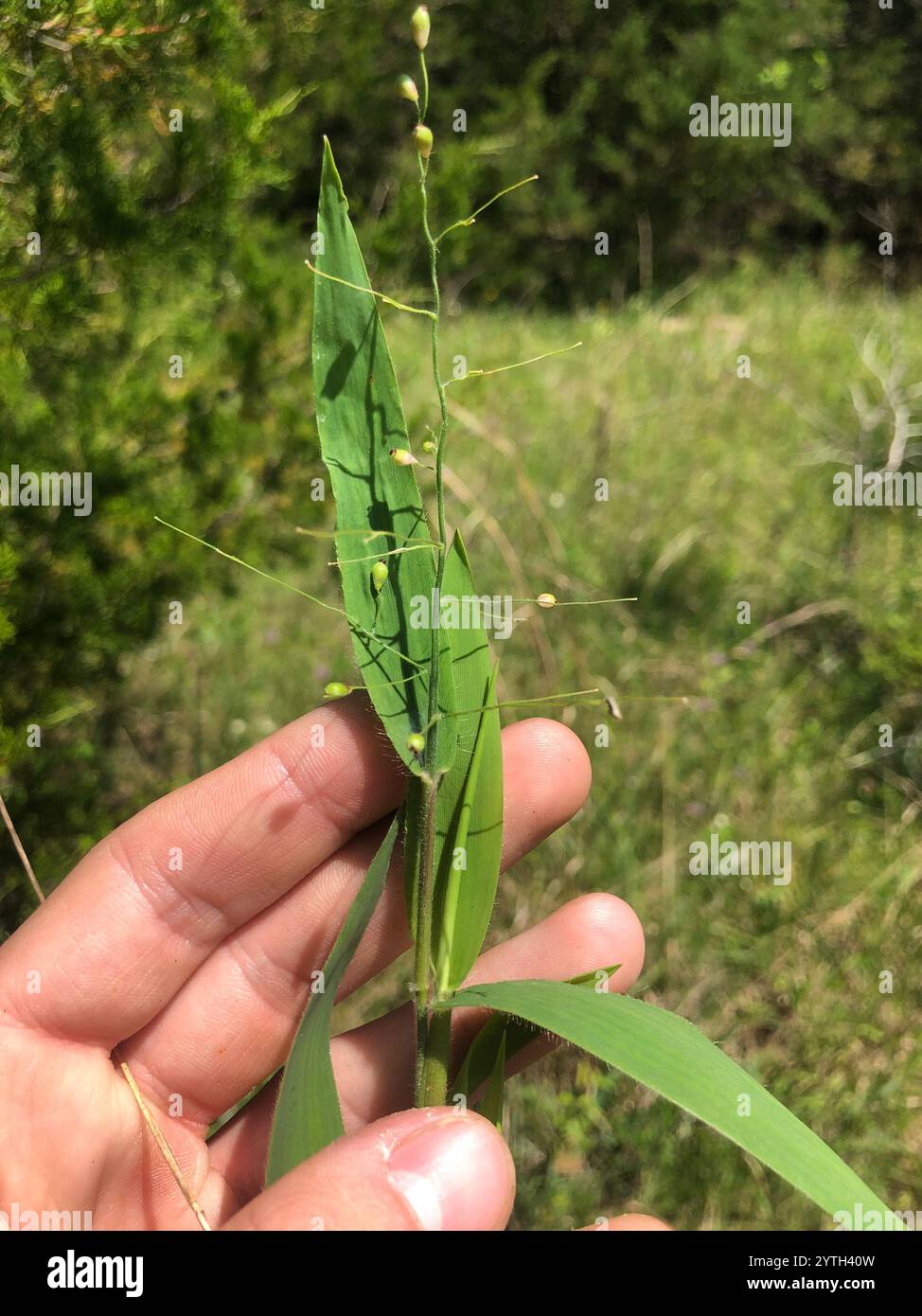 Scribner's Panicgrass (Dichanthelium scribnerianum Stock Photo - Alamy