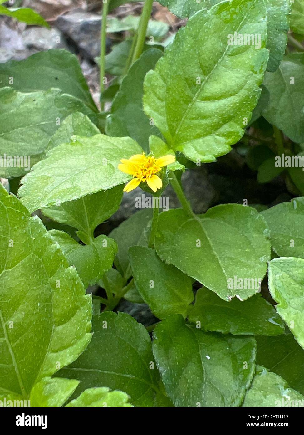 straggler daisy (Calyptocarpus vialis Stock Photo - Alamy