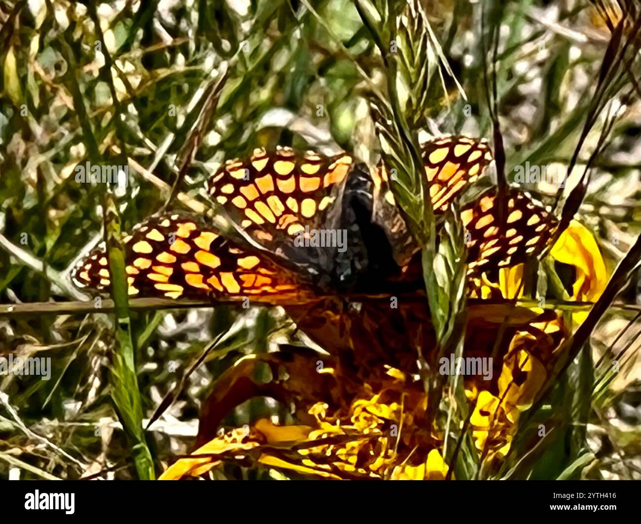Northern Checkerspot (Chlosyne palla Stock Photo - Alamy