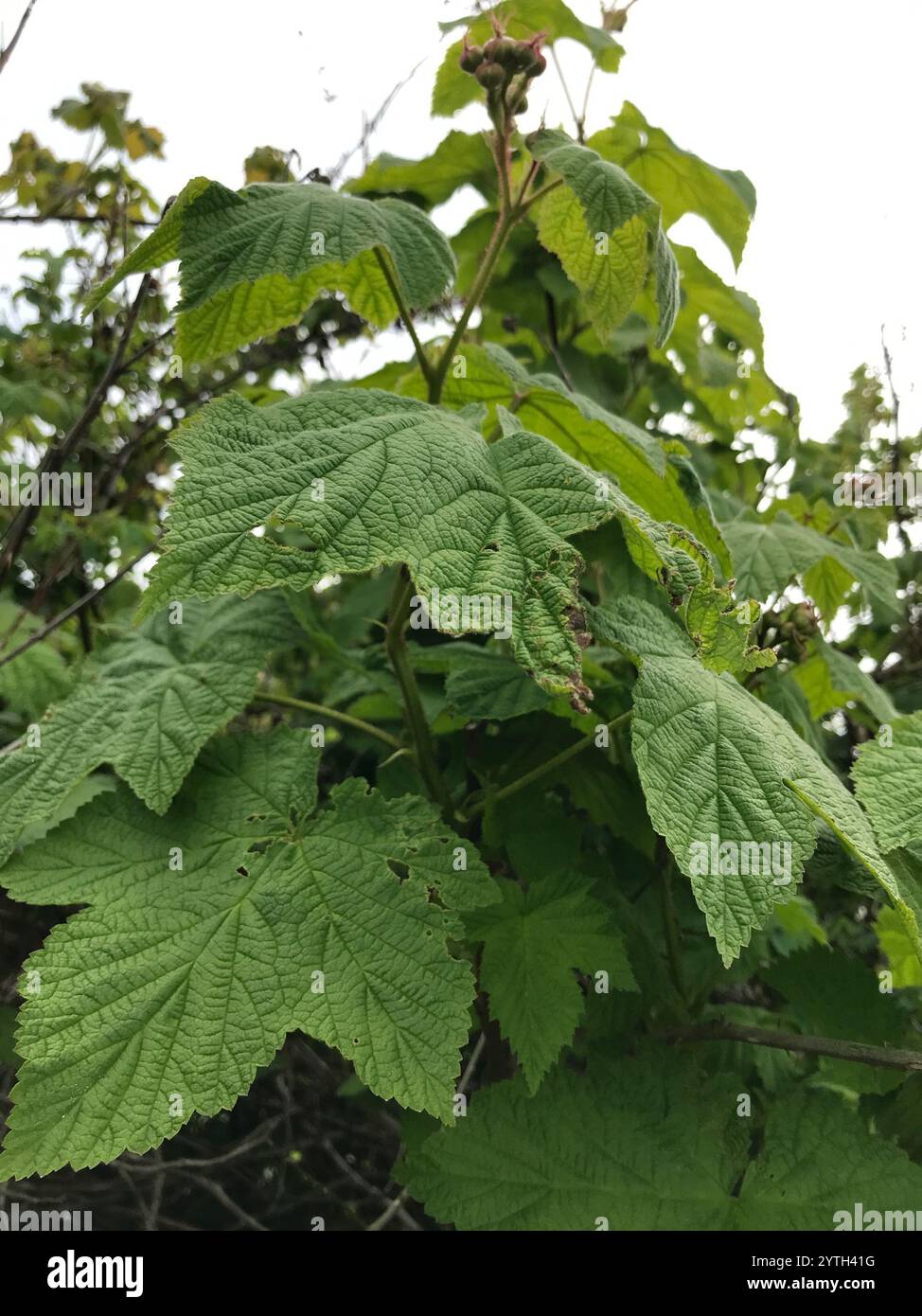 thimbleberry (Rubus parviflorus Stock Photo - Alamy