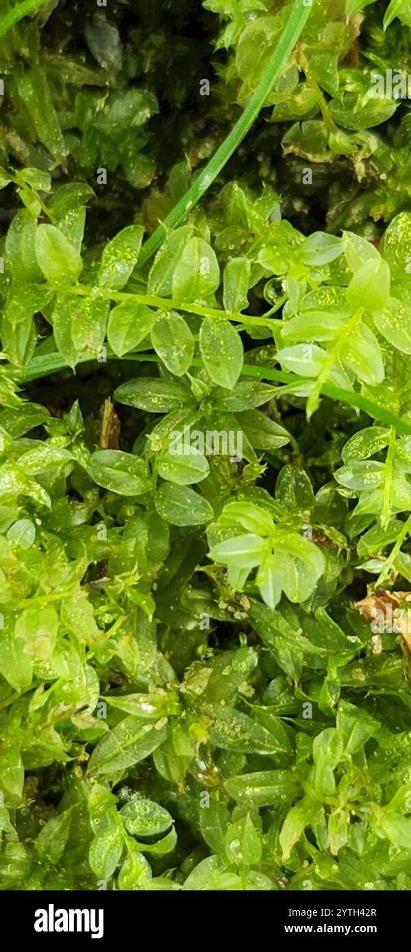 Woodsy Thyme-moss (Plagiomnium cuspidatum Stock Photo - Alamy