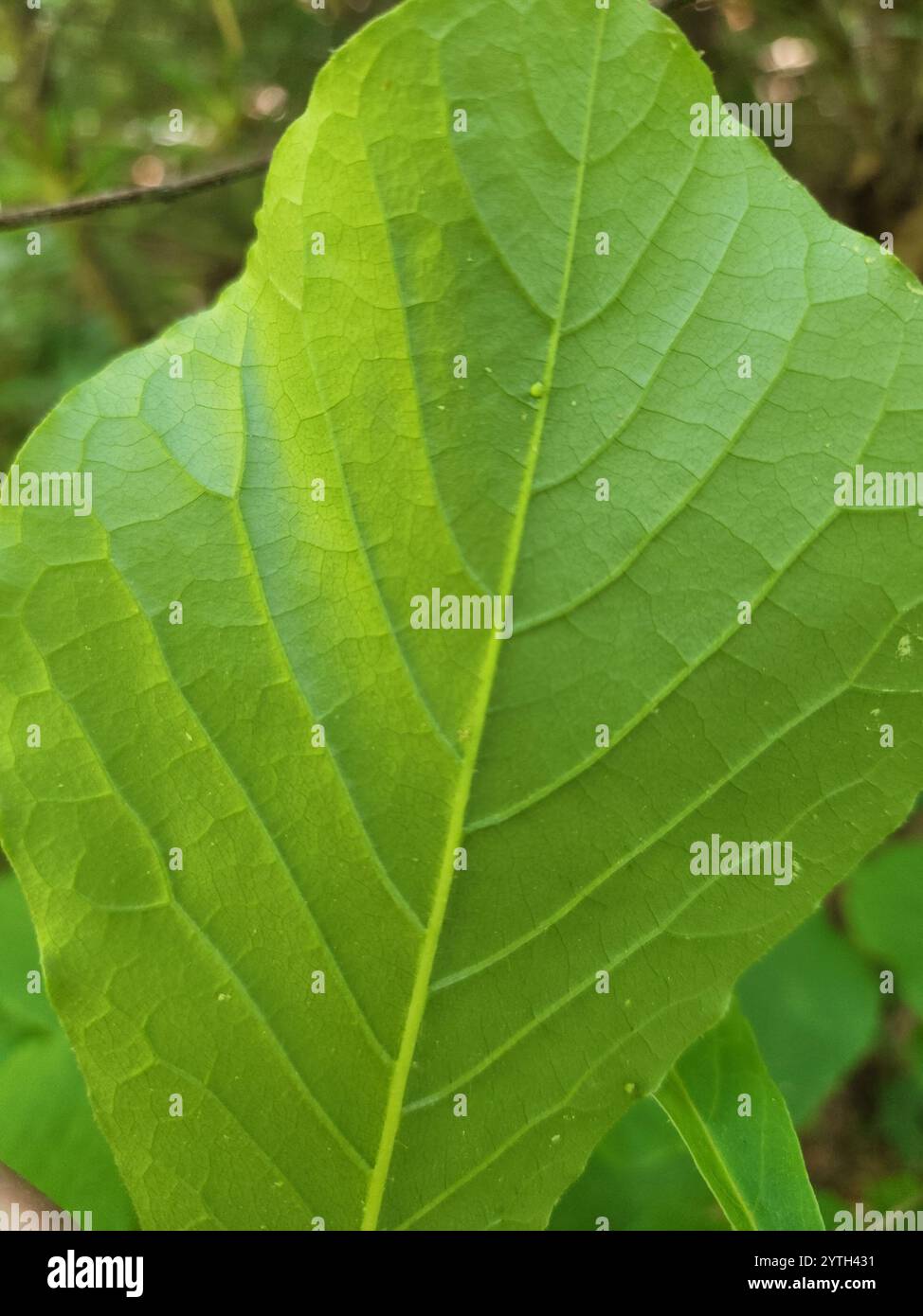 Bigleaf Snowbell (Styrax grandifolius Stock Photo - Alamy