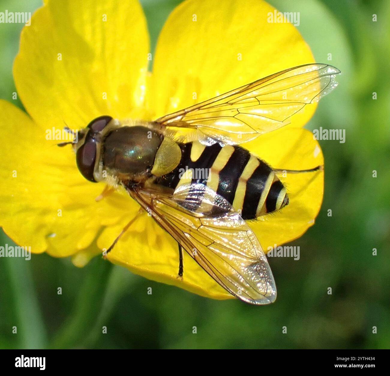 Common Flower Flies (Syrphus Stock Photo - Alamy