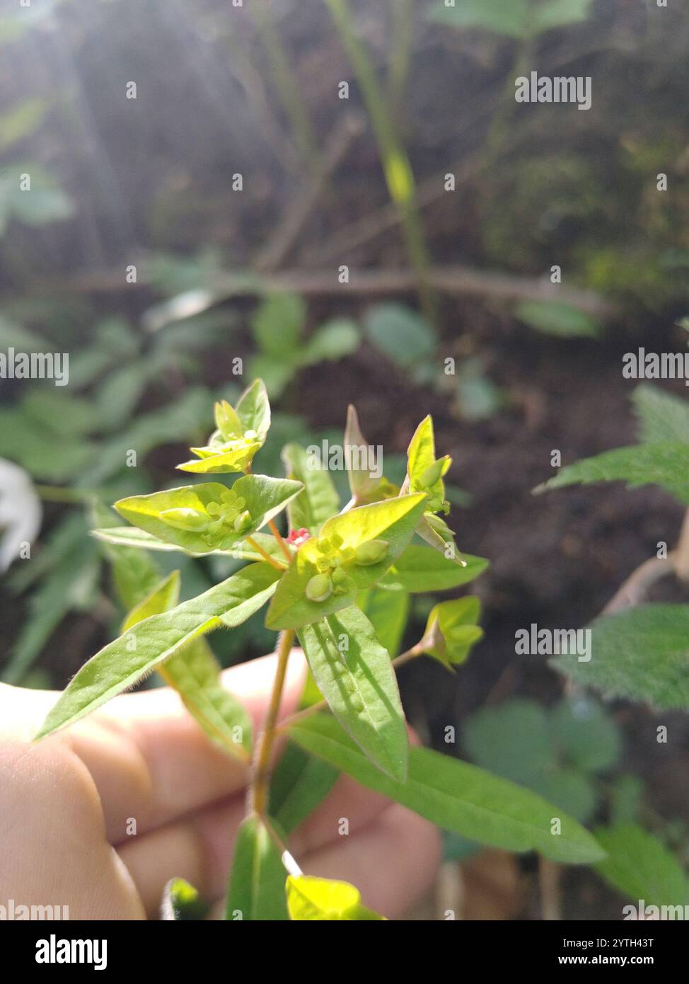 Sweet Spurge (Euphorbia dulcis Stock Photo - Alamy