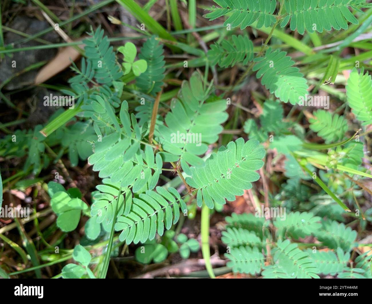 Mimoseae hi-res stock photography and images - Alamy