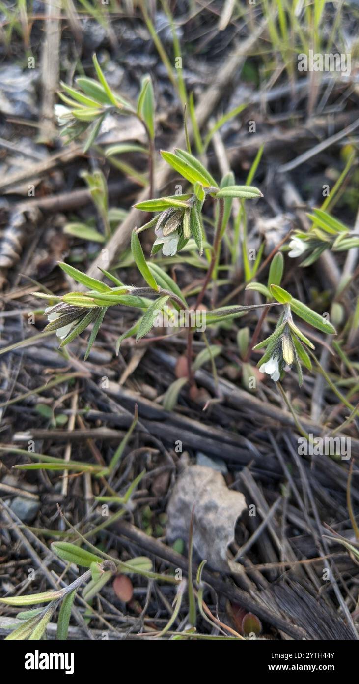 corn gromwell (Buglossoides arvensis Stock Photo - Alamy