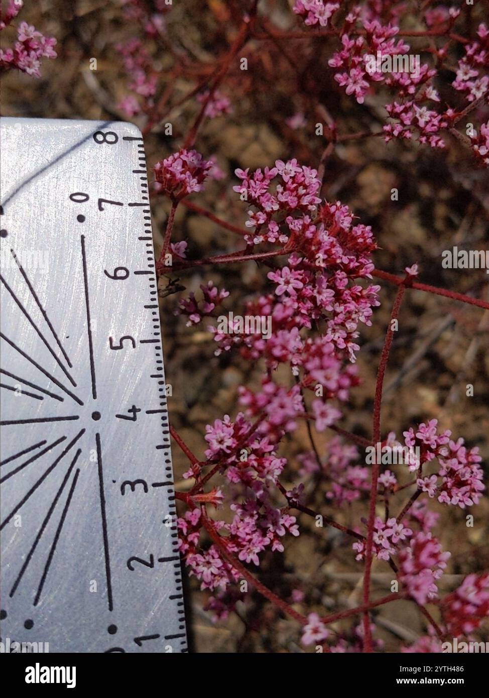 Turkish rugging (Chorizanthe staticoides Stock Photo - Alamy