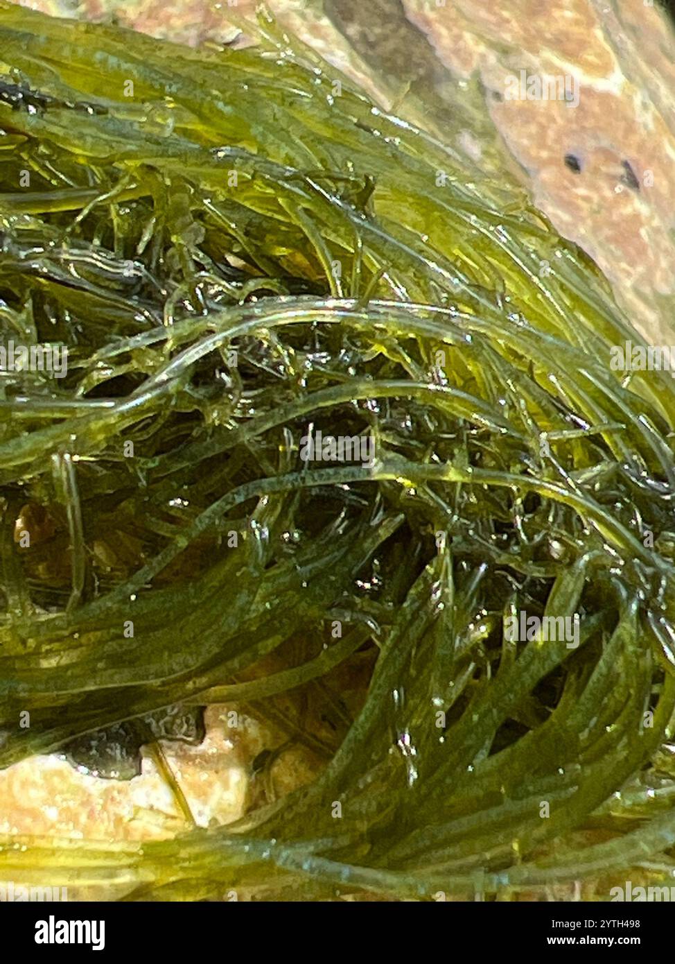 green algae (Chlorophyta Stock Photo - Alamy