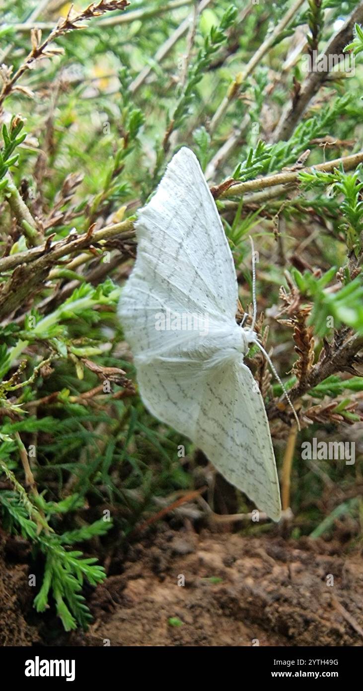 Common White Wave (Cabera pusaria Stock Photo - Alamy