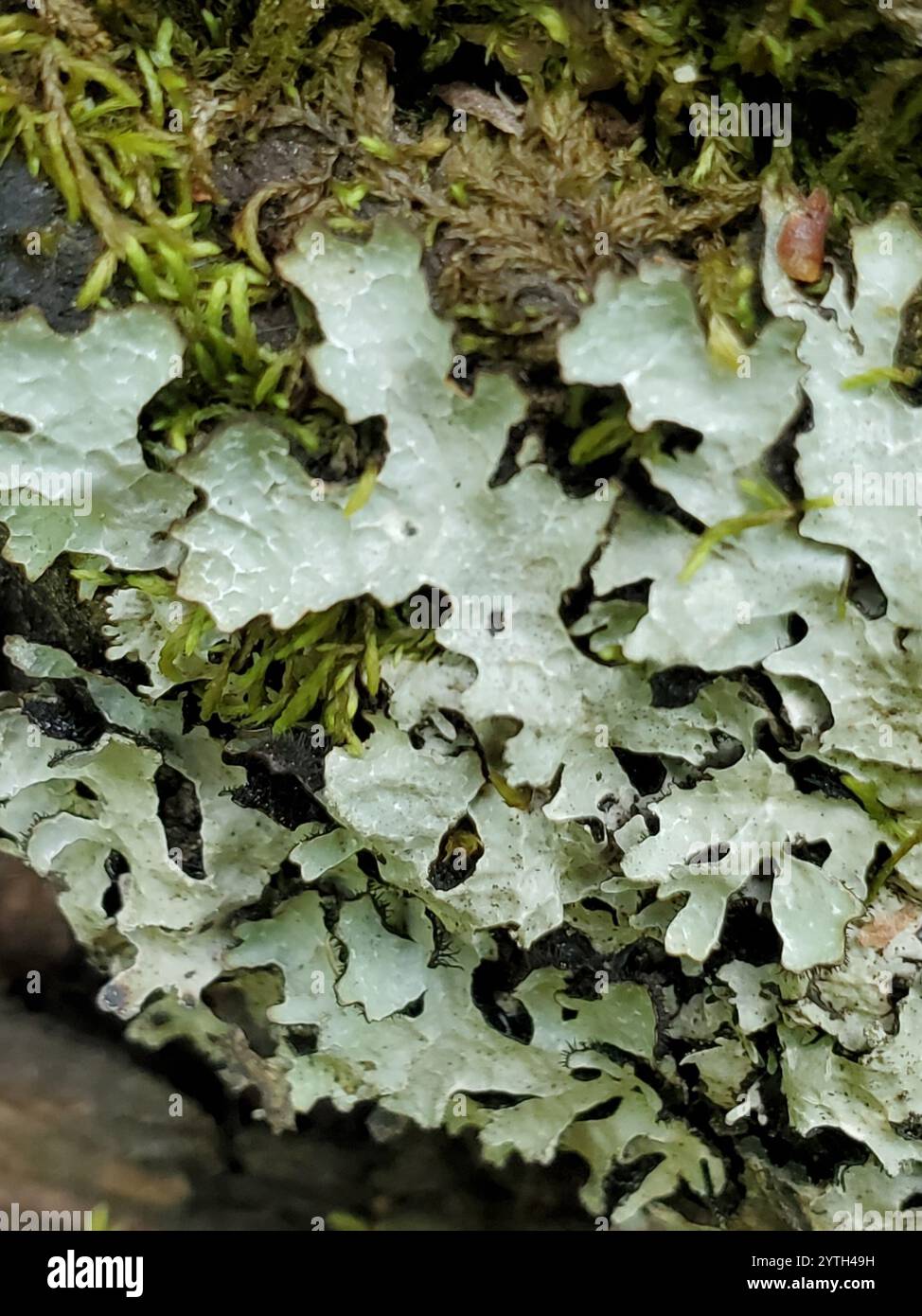 shield lichen (Parmelia sulcata Stock Photo - Alamy