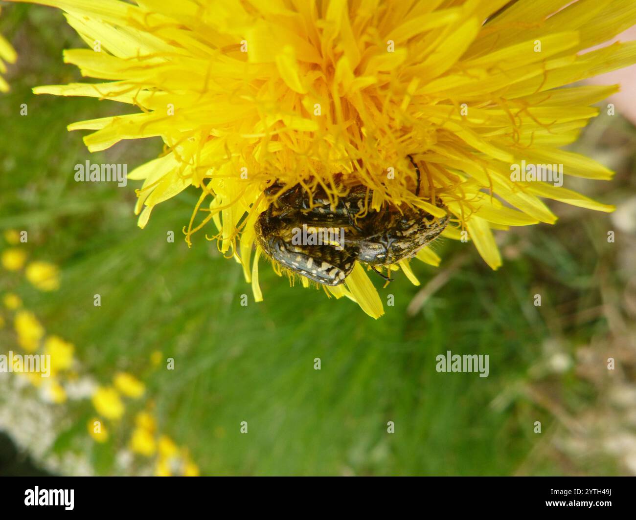 Mediterranean Spotted Chafer (Oxythyrea funesta Stock Photo - Alamy
