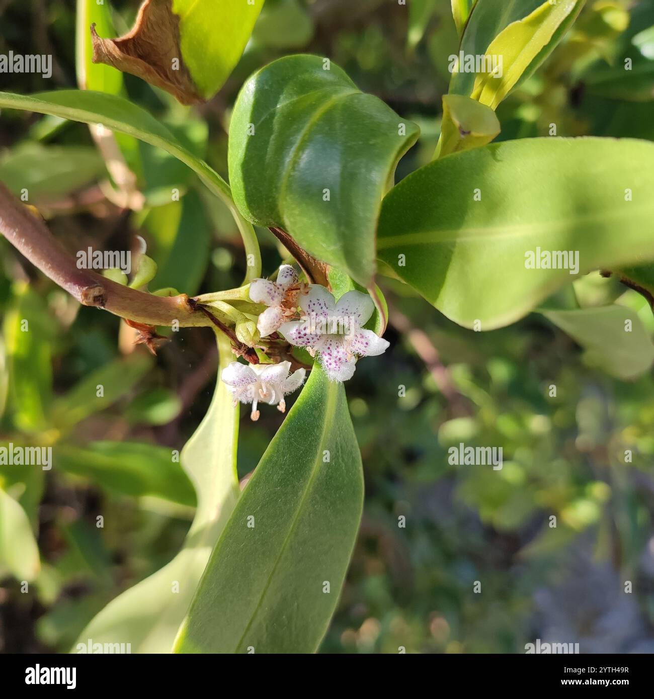 Myoporum insulare hi-res stock photography and images - Alamy