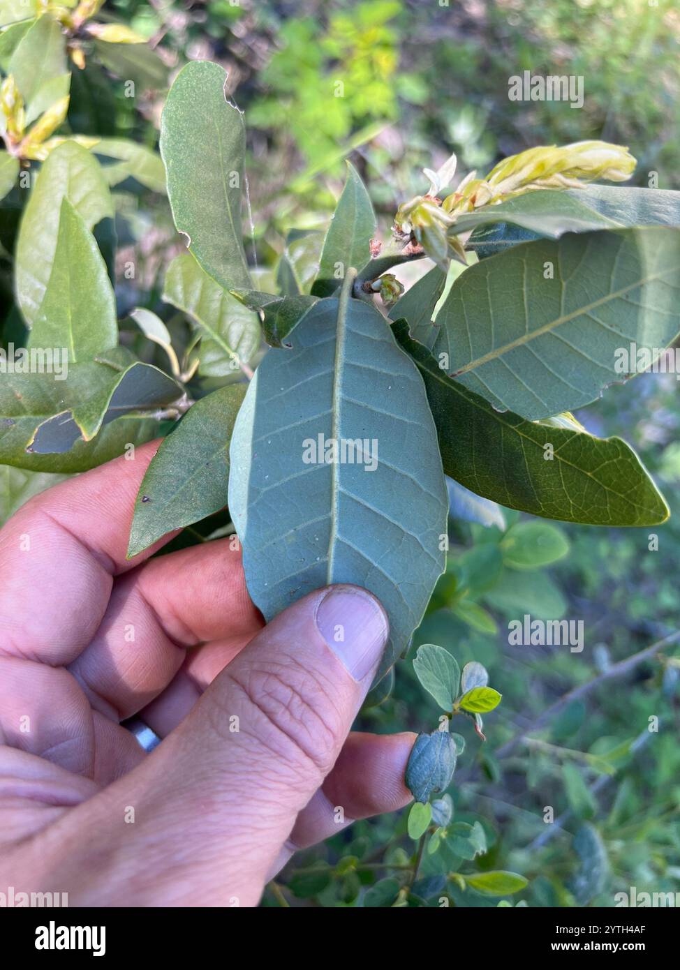 Tanoak (Notholithocarpus densiflorus Stock Photo - Alamy