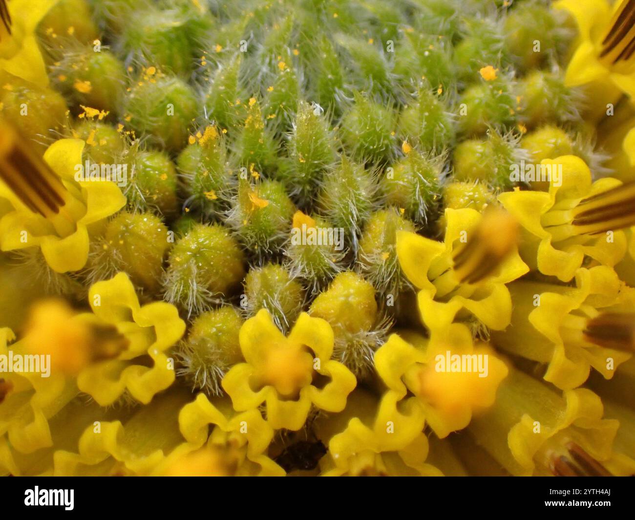 deltoid balsamroot (Balsamorhiza deltoidea Stock Photo - Alamy