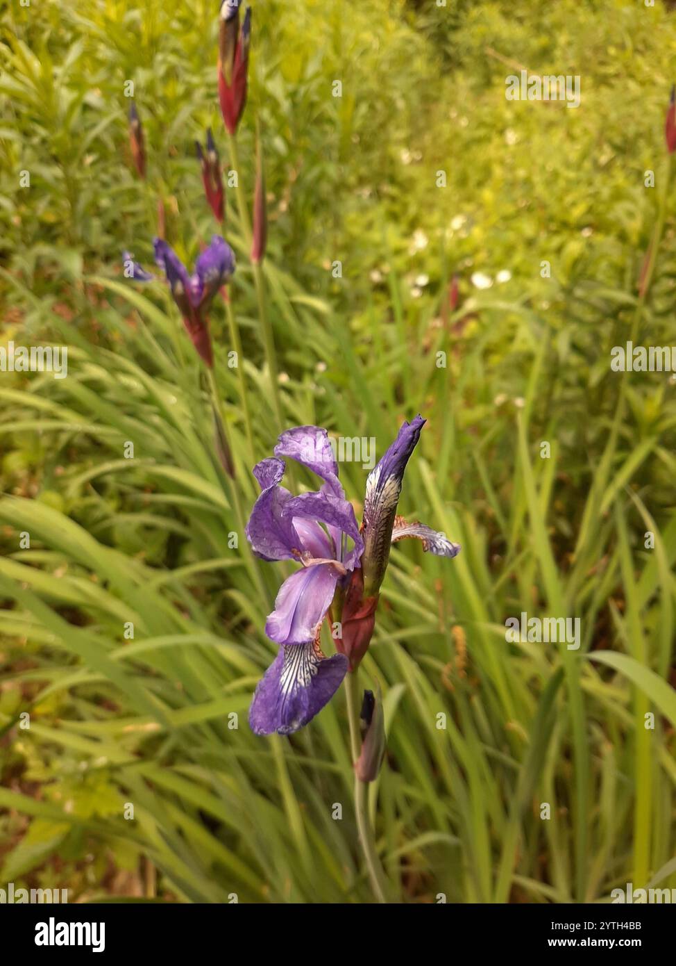 Siberian Irises (Limniris Stock Photo - Alamy