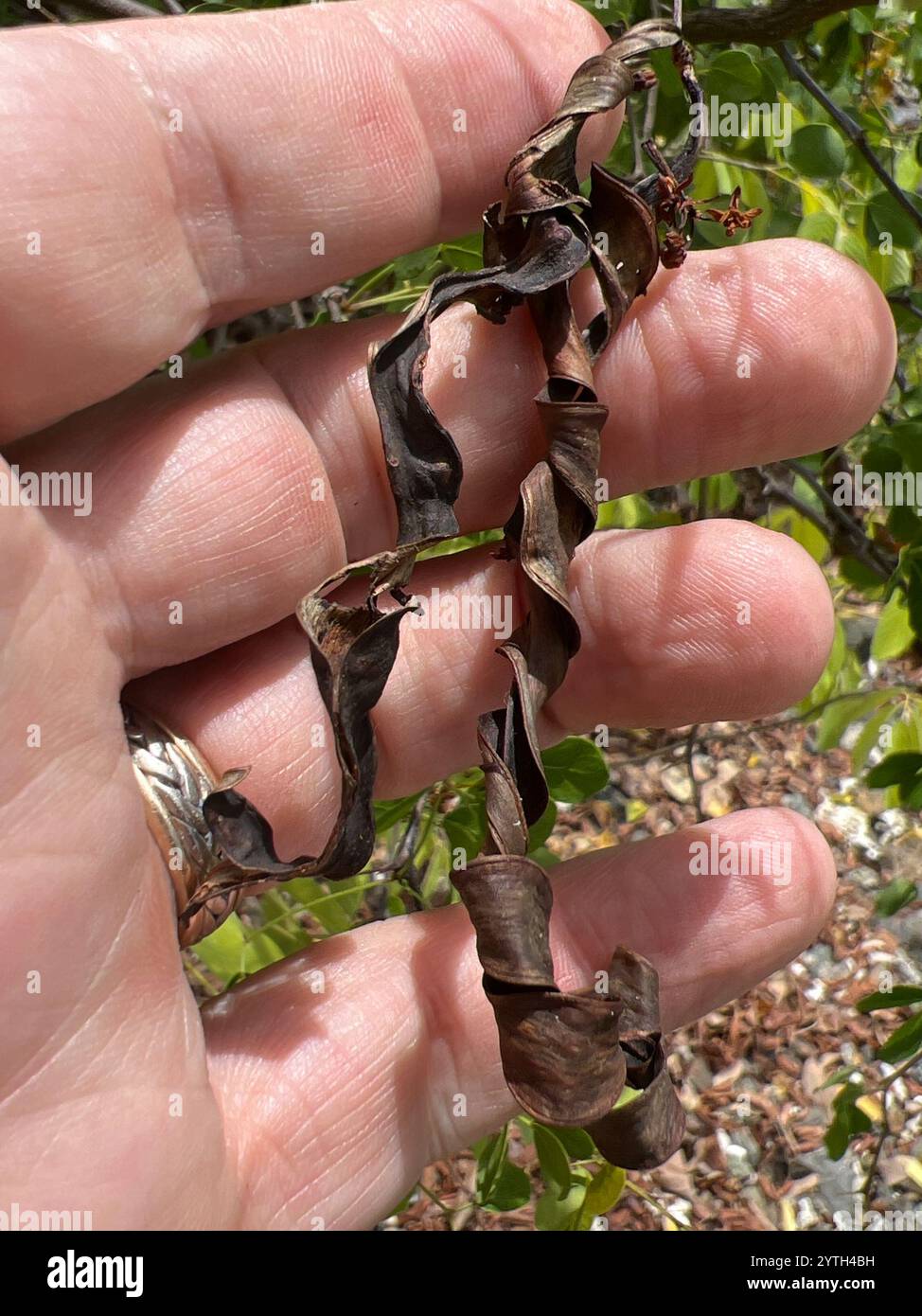 Catclaw Blackbead (Pithecellobium unguis-cati Stock Photo - Alamy