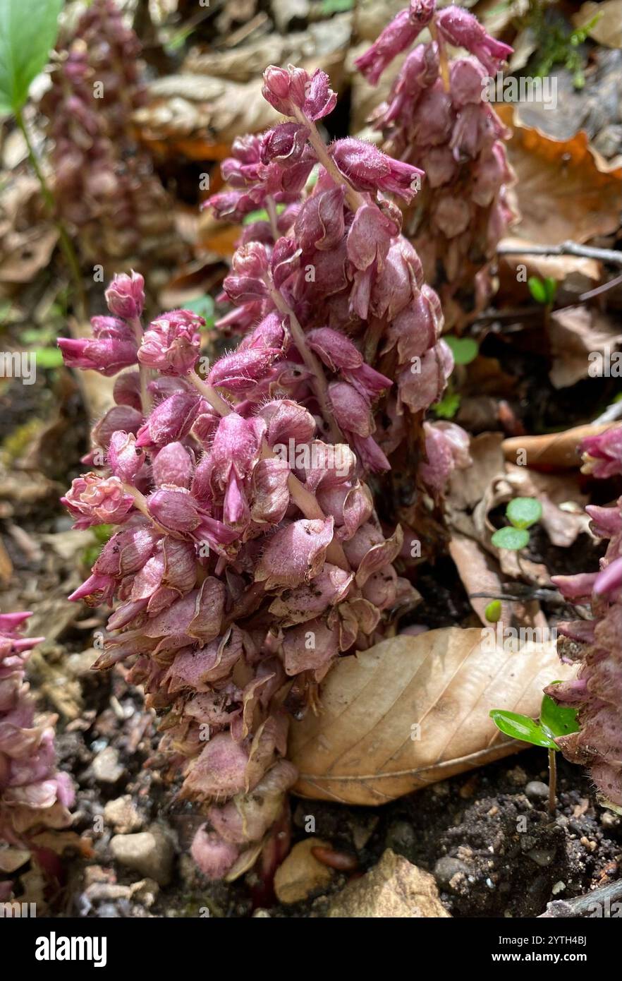 Common Toothwort (Lathraea squamaria Stock Photo - Alamy