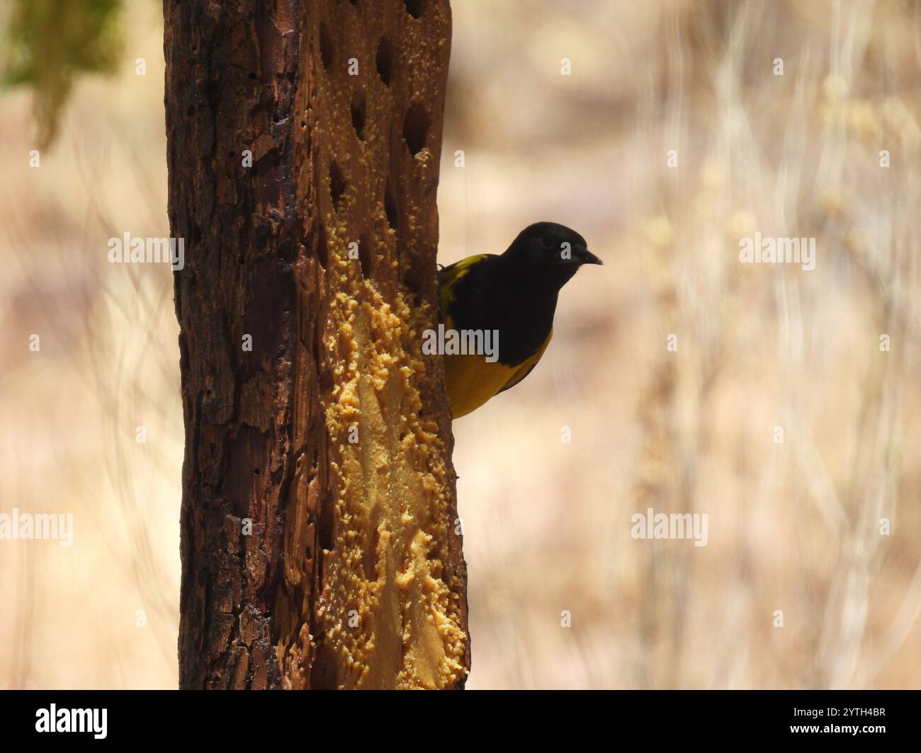 Scott's Oriole (Icterus parisorum Stock Photo - Alamy
