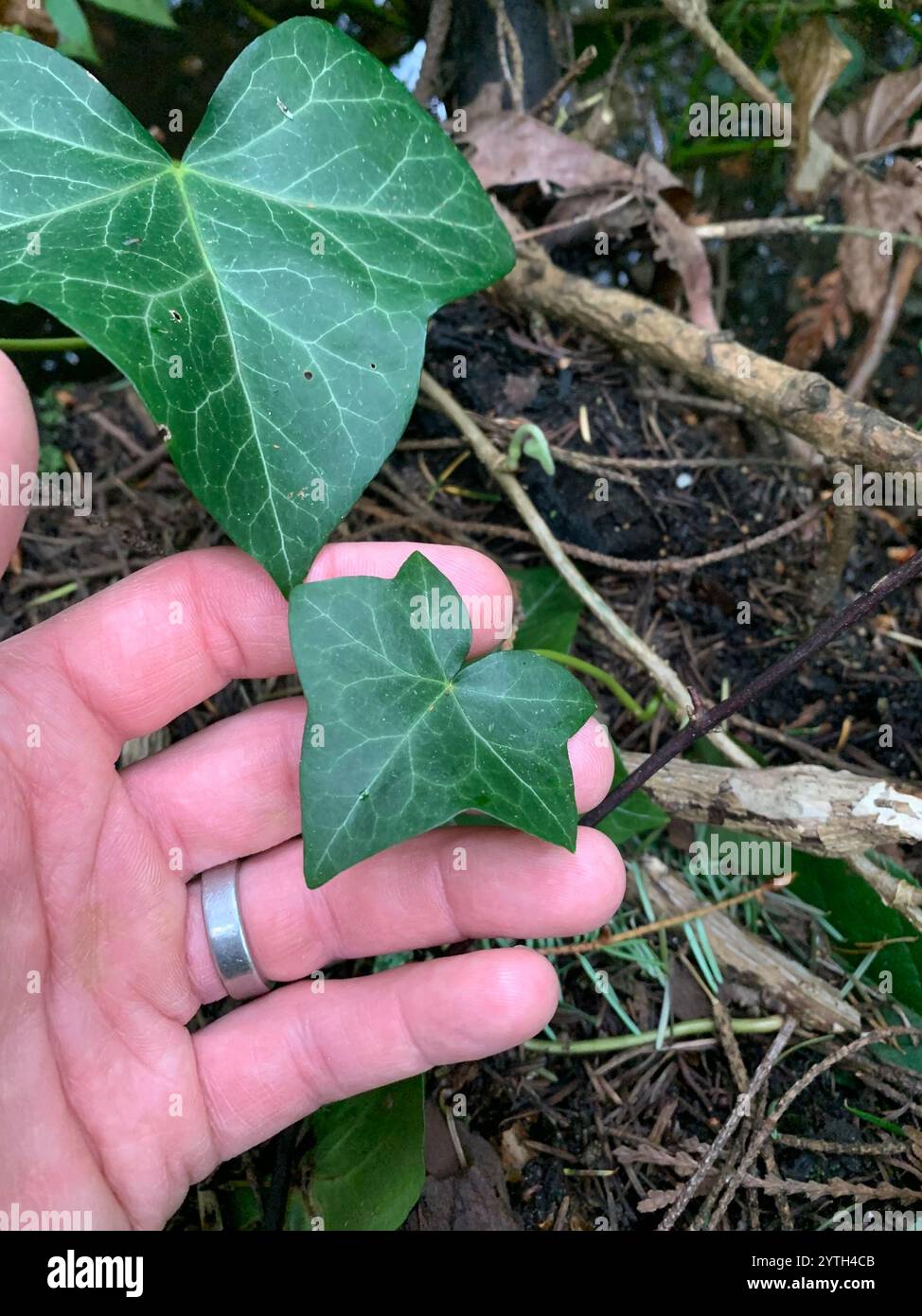 Atlantic Ivy (Hedera hibernica Stock Photo - Alamy