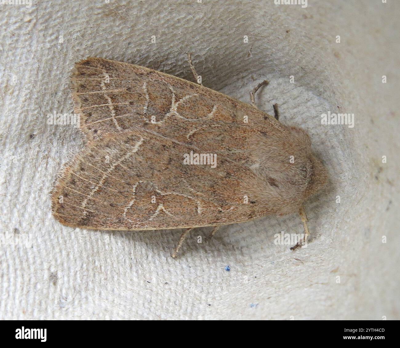 Common Quaker (Orthosia cerasi Stock Photo - Alamy