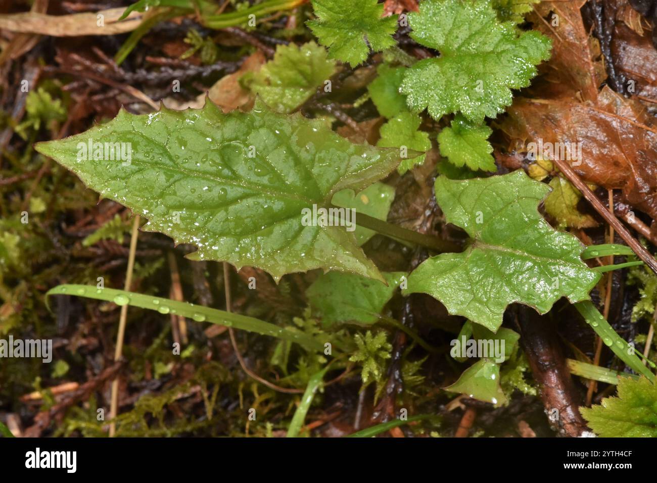 western rattlesnake root (Nabalus alatus Stock Photo - Alamy