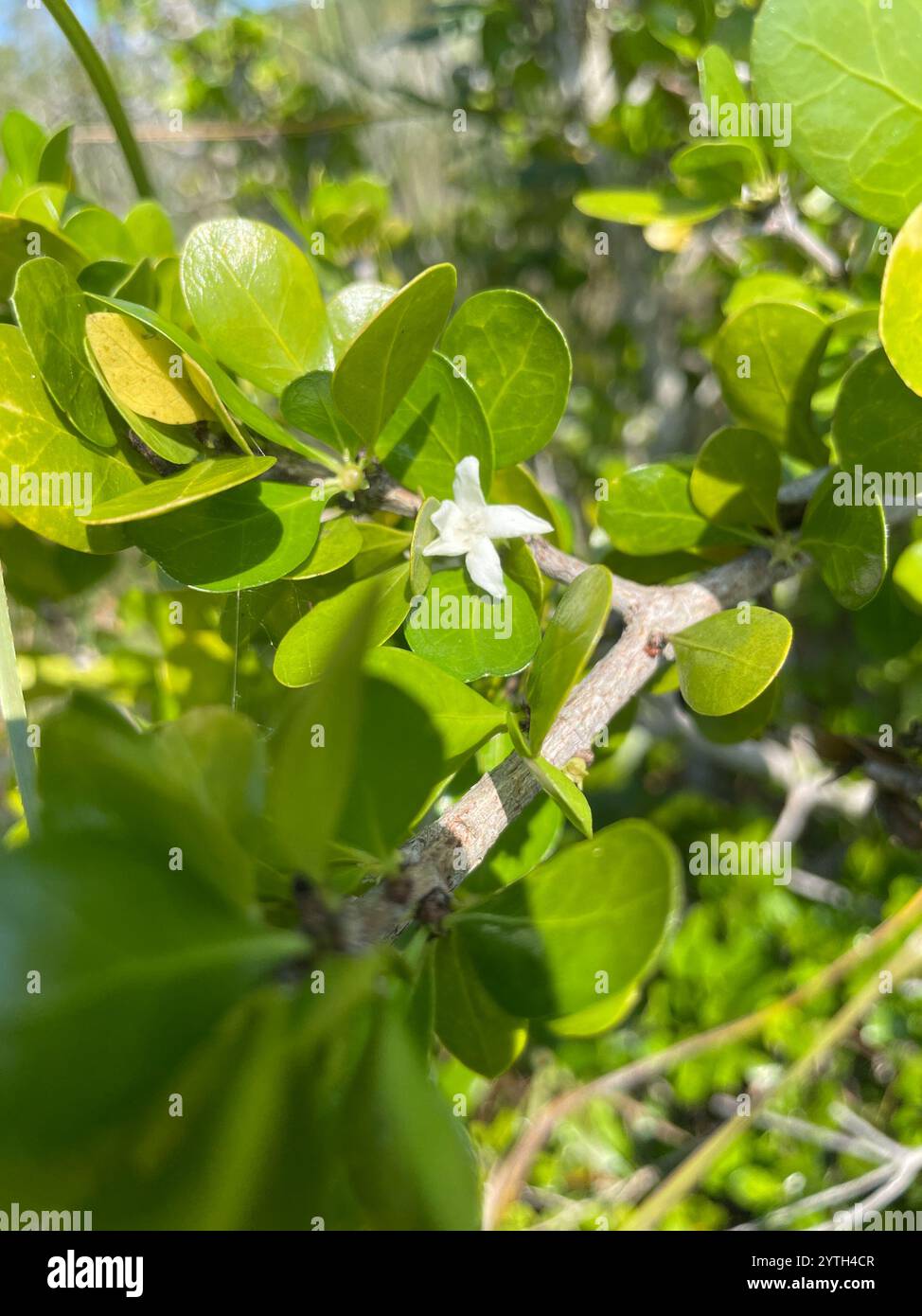 Randia aculeata hi-res stock photography and images - Alamy