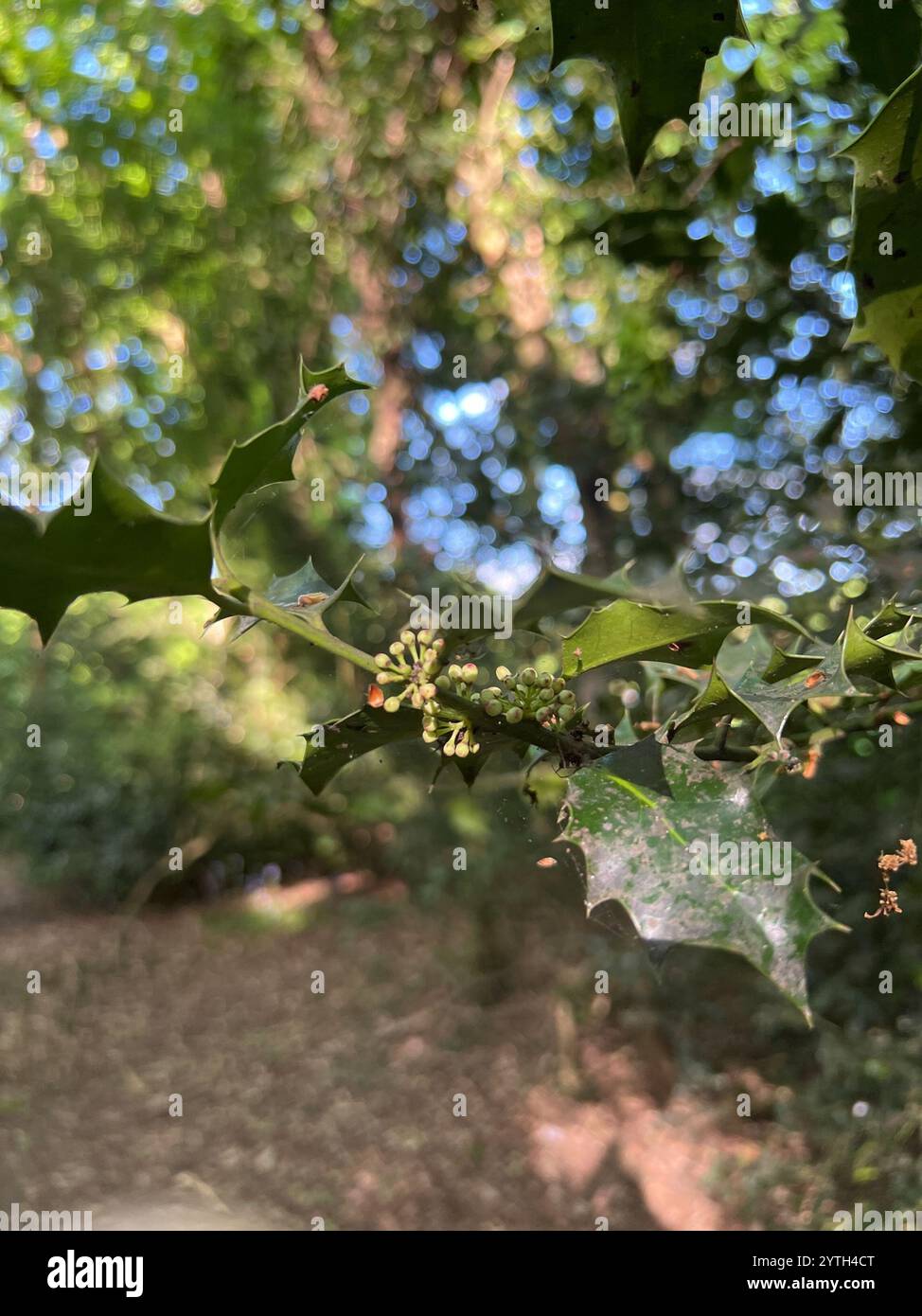 European holly (Ilex aquifolium Stock Photo - Alamy