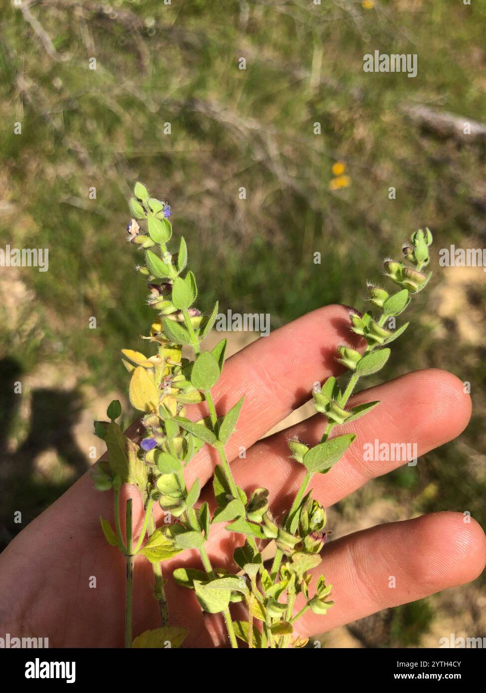Scutellaria parvula hi-res stock photography and images - Alamy