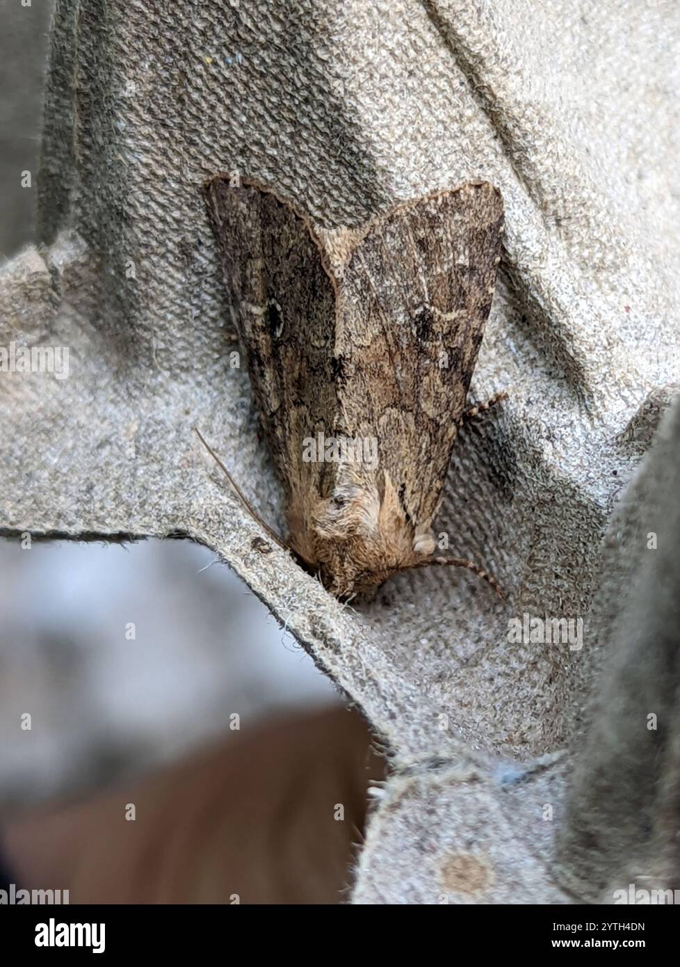 Sordens hi-res stock photography and images - Alamy