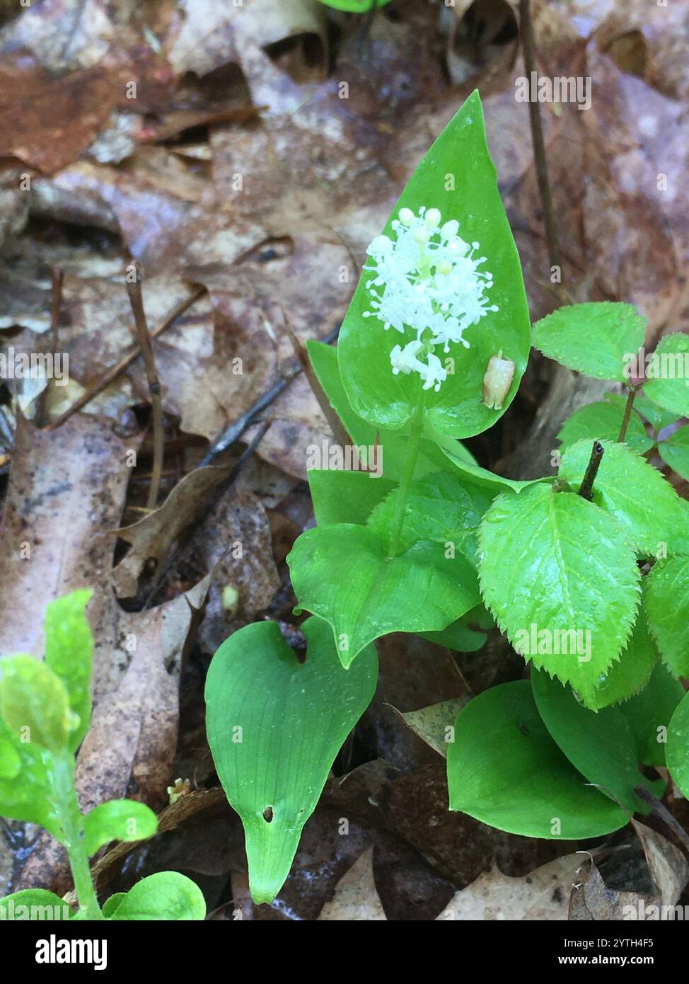 Canada mayflower (Maianthemum canadense Stock Photo - Alamy