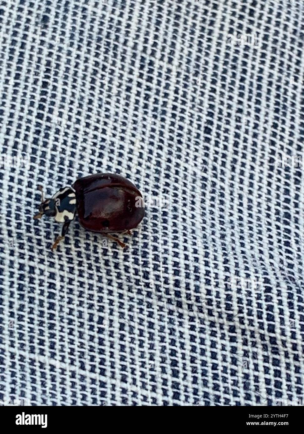 Fifteen-spotted Lady Beetle (Anatis labiculata Stock Photo - Alamy