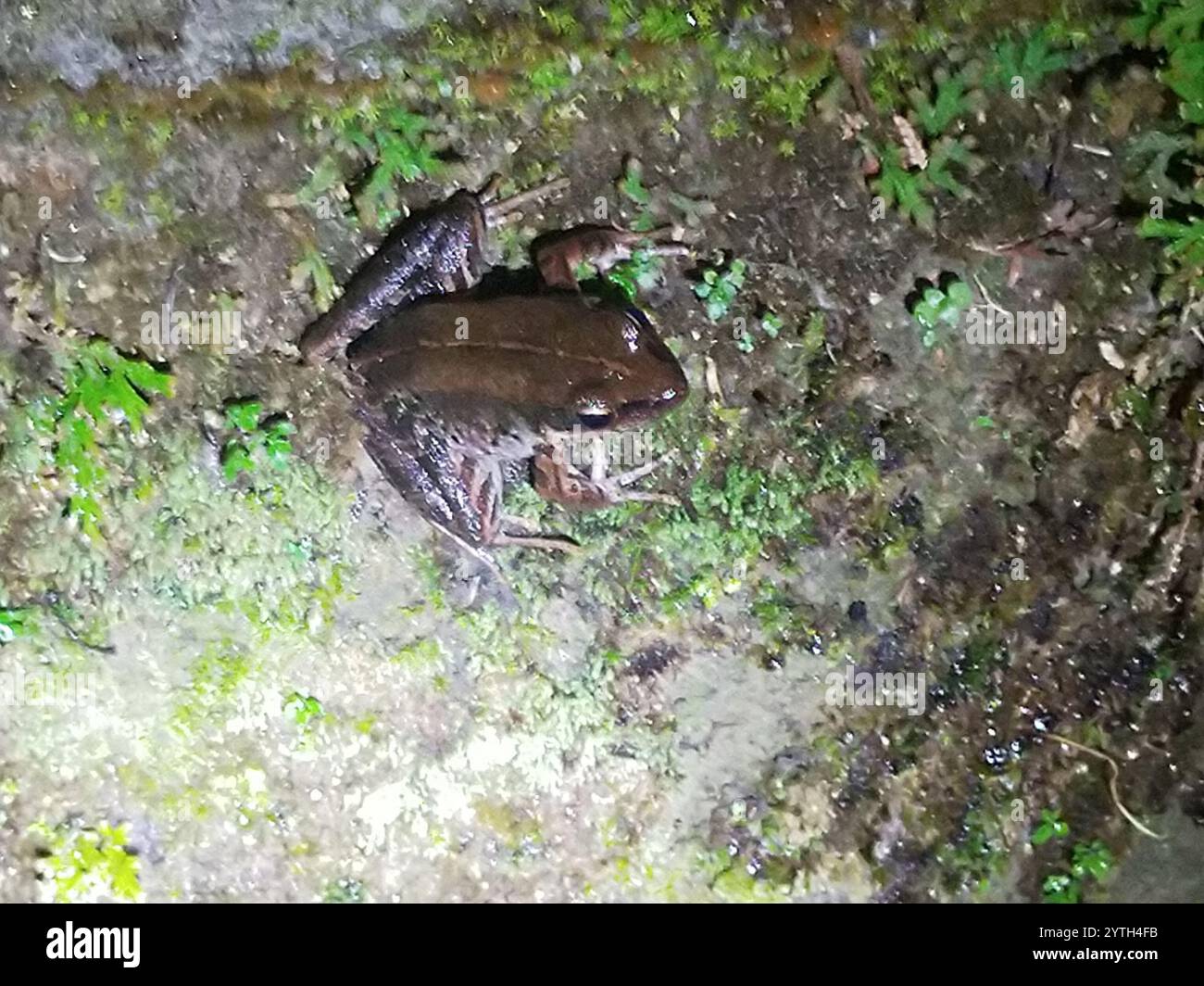 Olive Frog (Nidirana adenopleura Stock Photo - Alamy