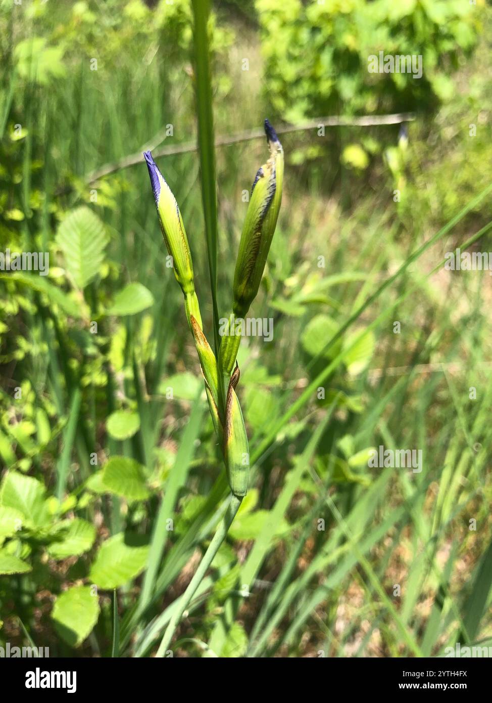 Slender Blue Flag (Iris prismatica Stock Photo - Alamy