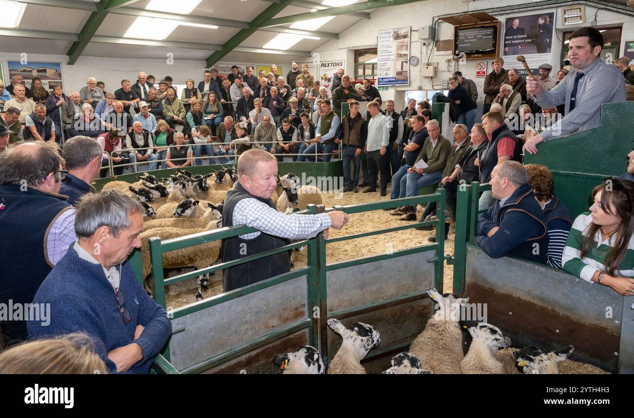 Sale of North of England mule gimmer lambs at Hawes, North Yorkshire ...