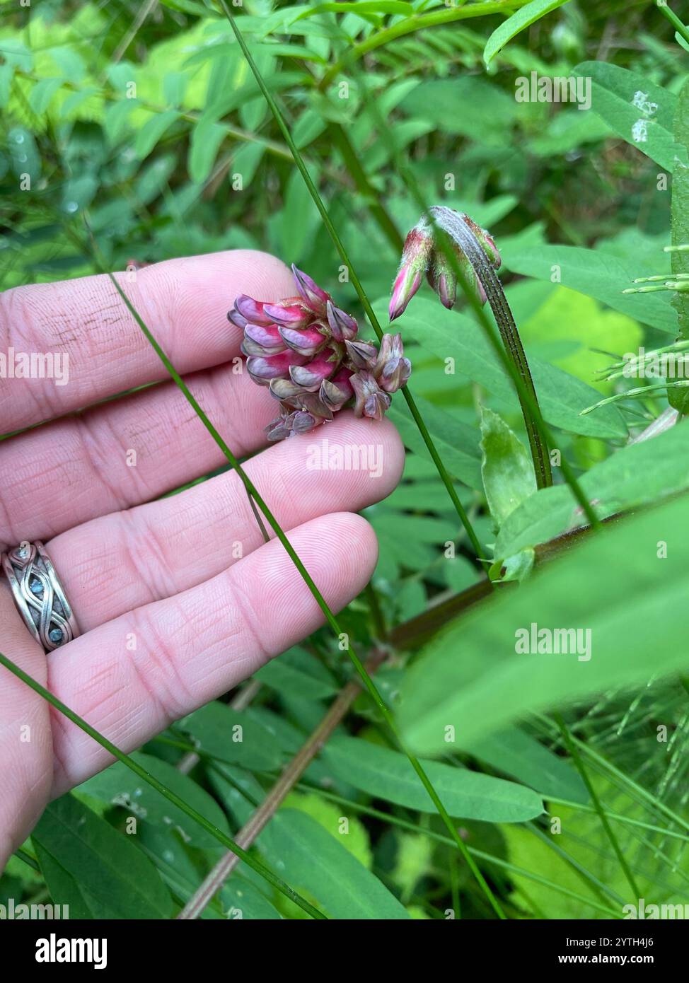 giant vetch (Vicia gigantea Stock Photo - Alamy