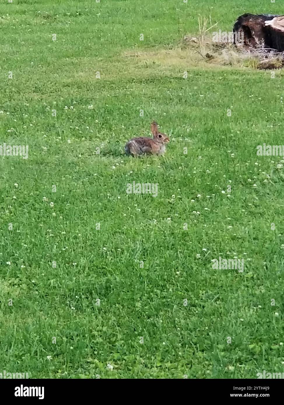 Eastern Cottontail (Sylvilagus floridanus Stock Photo - Alamy