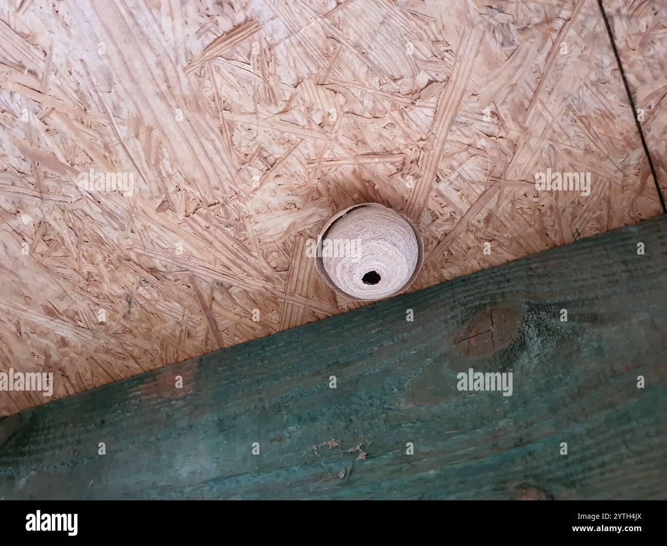 Hornets and Yellowjackets (Vespinae Stock Photo - Alamy