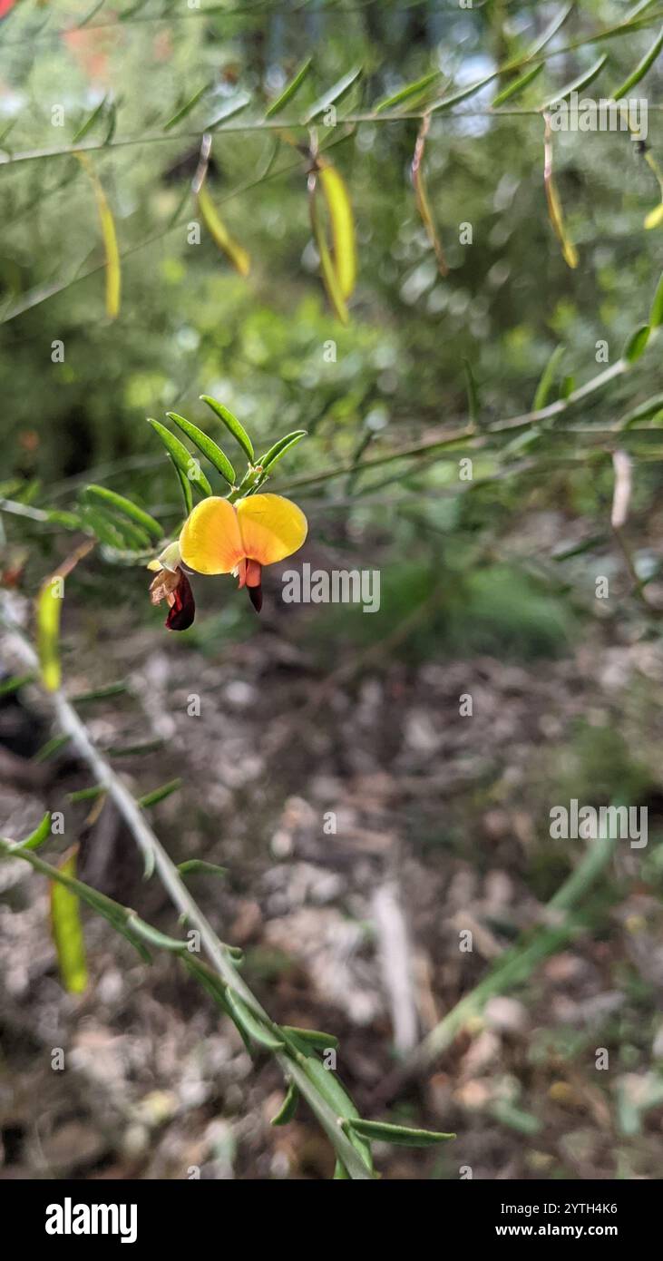 Bossiaea heterophylla hi-res stock photography and images - Alamy