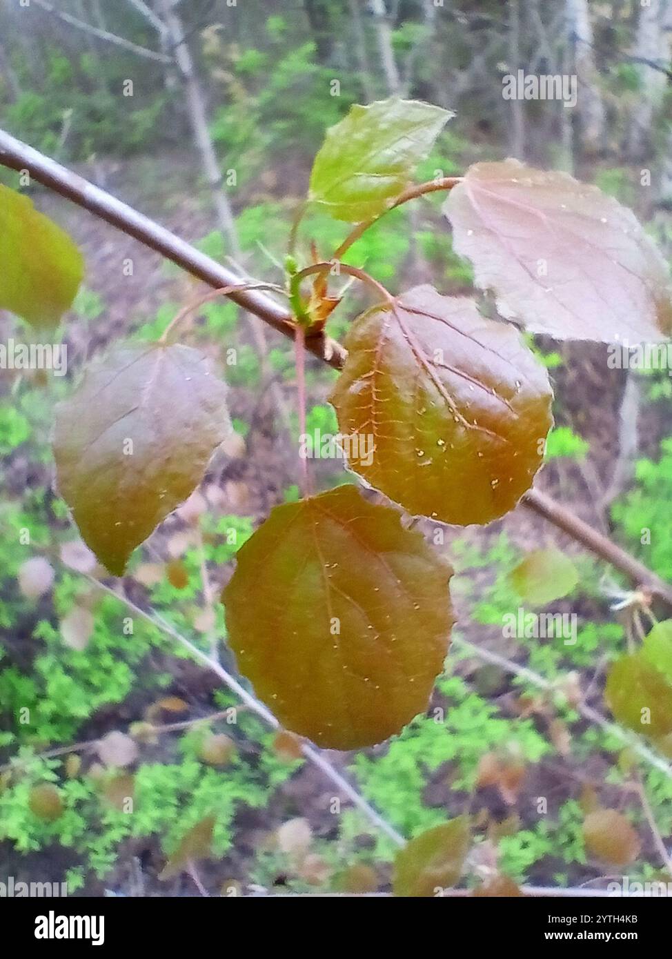 European aspen (Populus tremula Stock Photo - Alamy