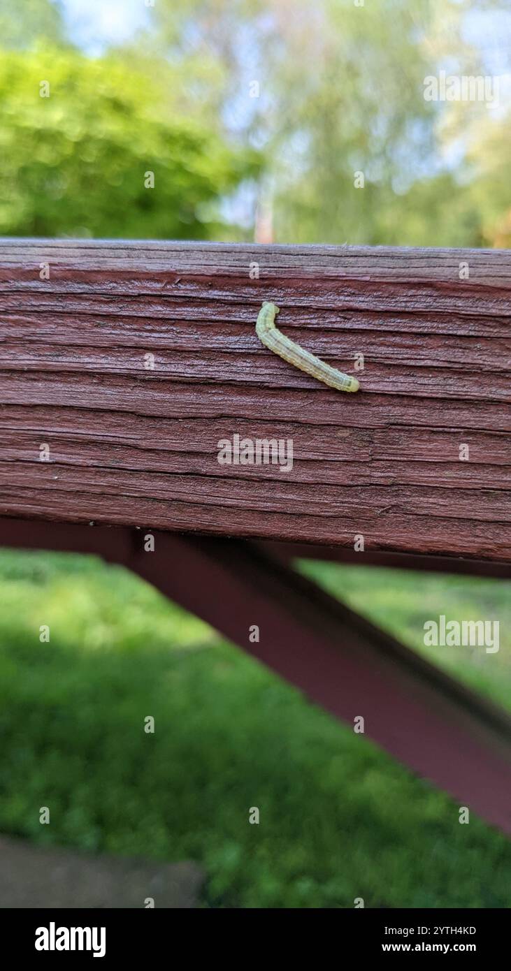 Spring Cankerworm Moth (Paleacrita vernata Stock Photo - Alamy