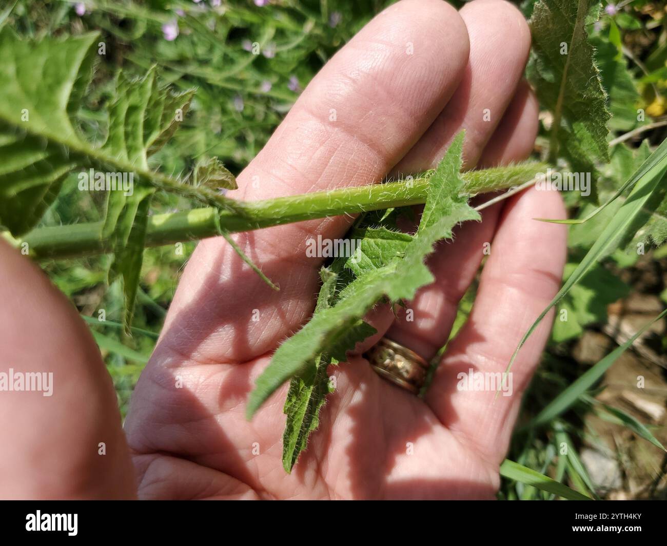 charlock (Mutarda arvensis Stock Photo - Alamy