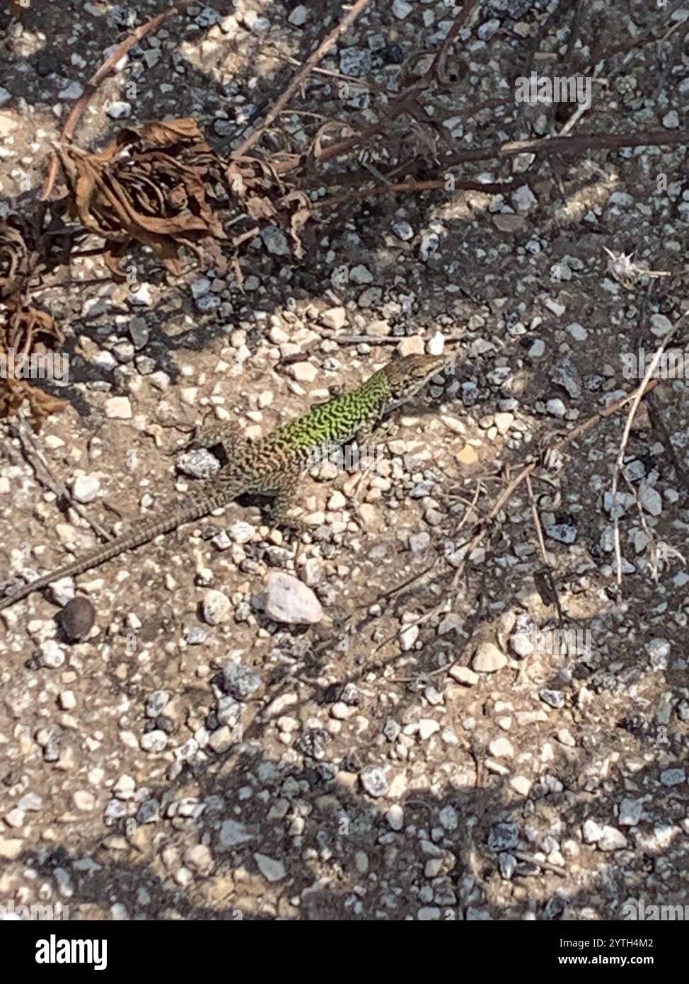 Italian Wall Lizard (Podarcis siculus Stock Photo - Alamy