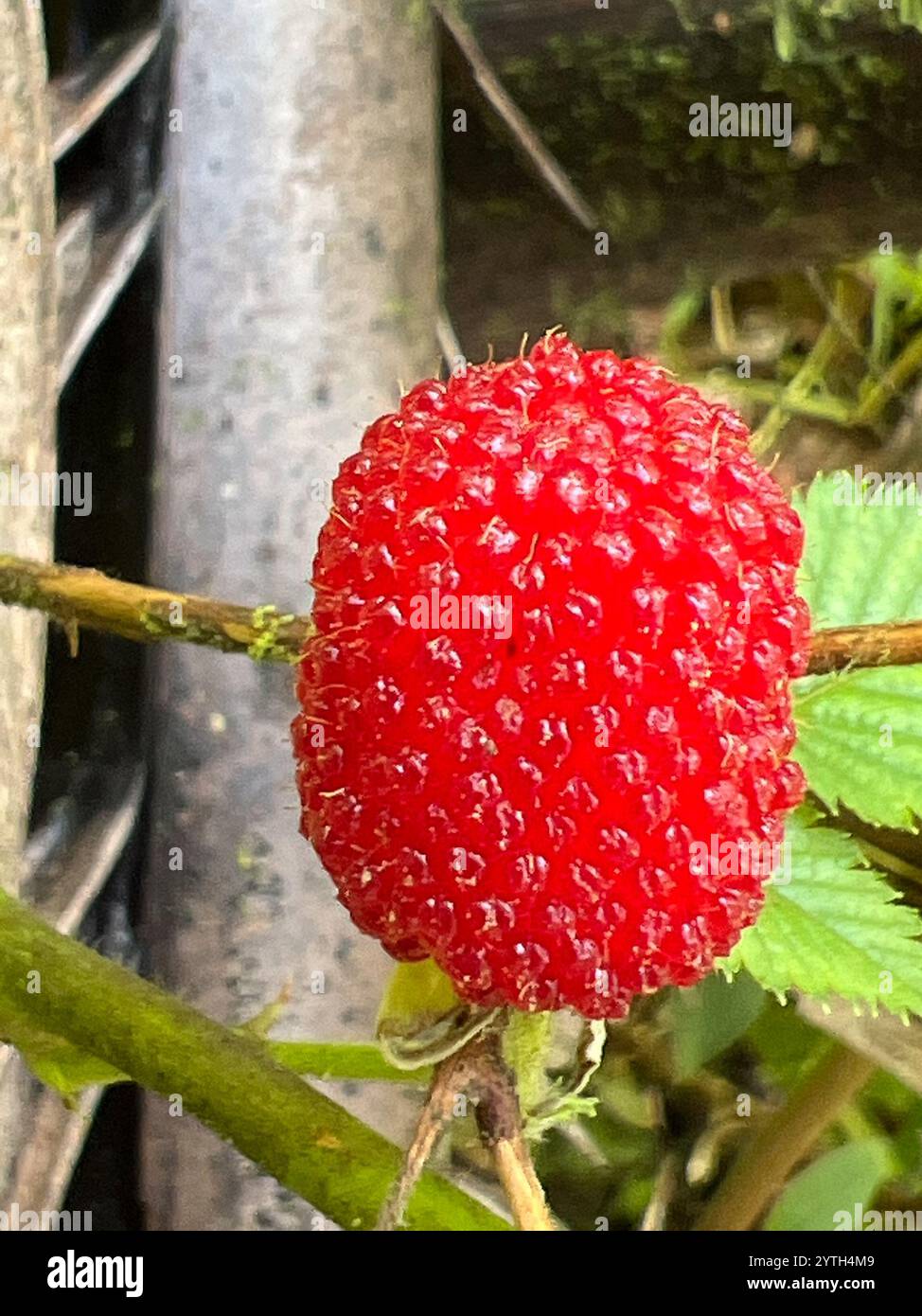 Roseleaf bramble hi-res stock photography and images - Alamy